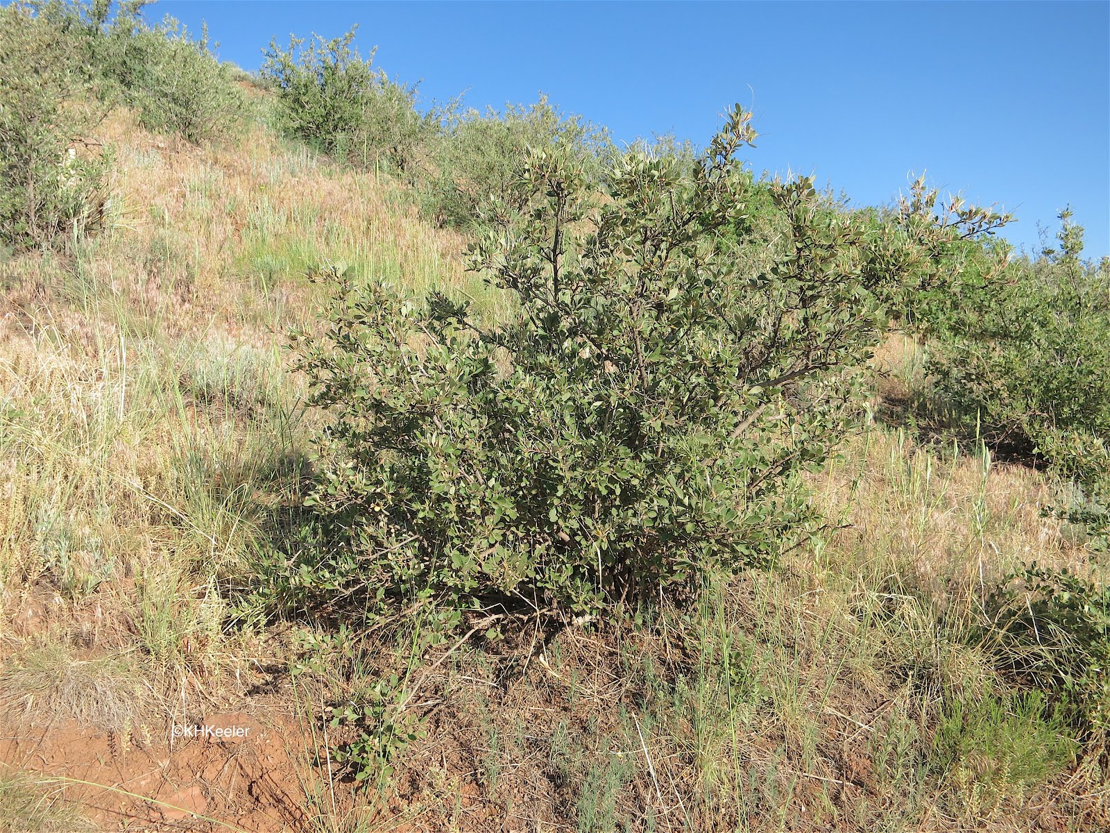 A Wandering Botanist: Plant Story--Mountain Mahogany, Tough Little Tree