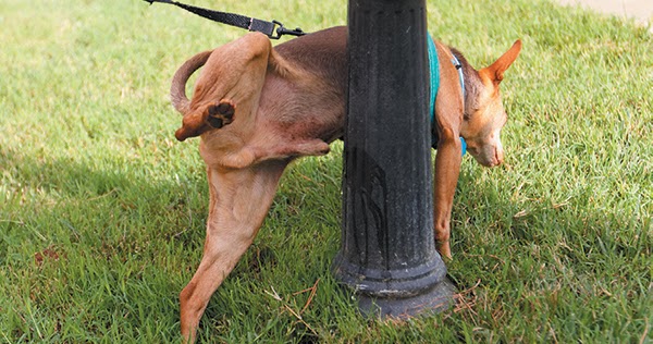 How to Stop Dog Marking - The Dog Magazine