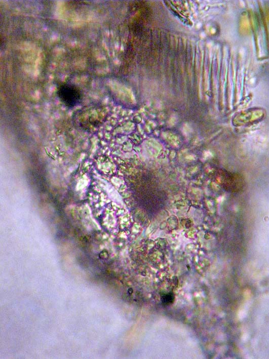 Beyond the Human Eye: Life in 10 Drops of Water: Assorted Protists and ...