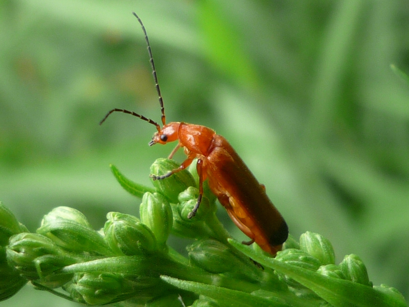 LES BESTIOLES DE MON JARDIN: les cantharidés (téléphore)