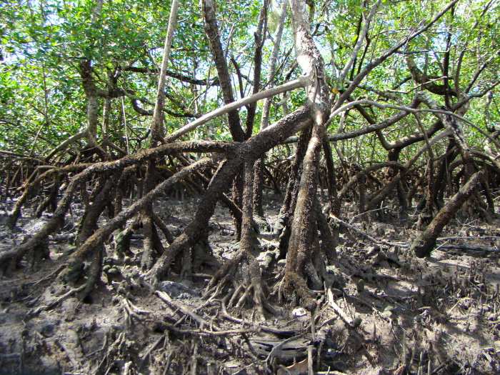 SARAU PARA TODOS: MANGUE - A ÁRVORE QUE ANDA