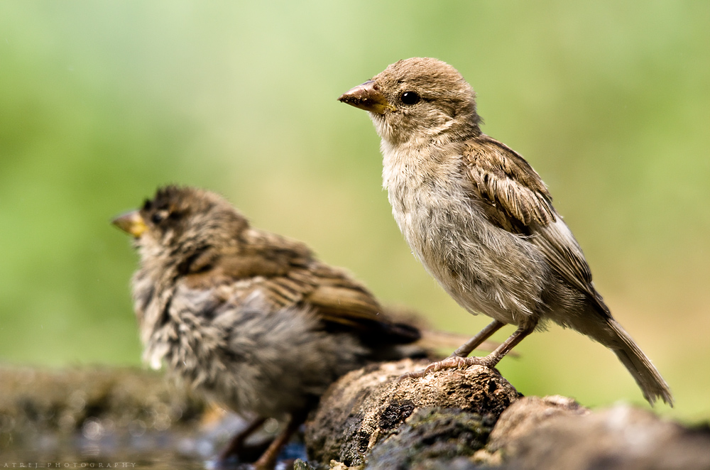 Atrej photography: vrabec domový