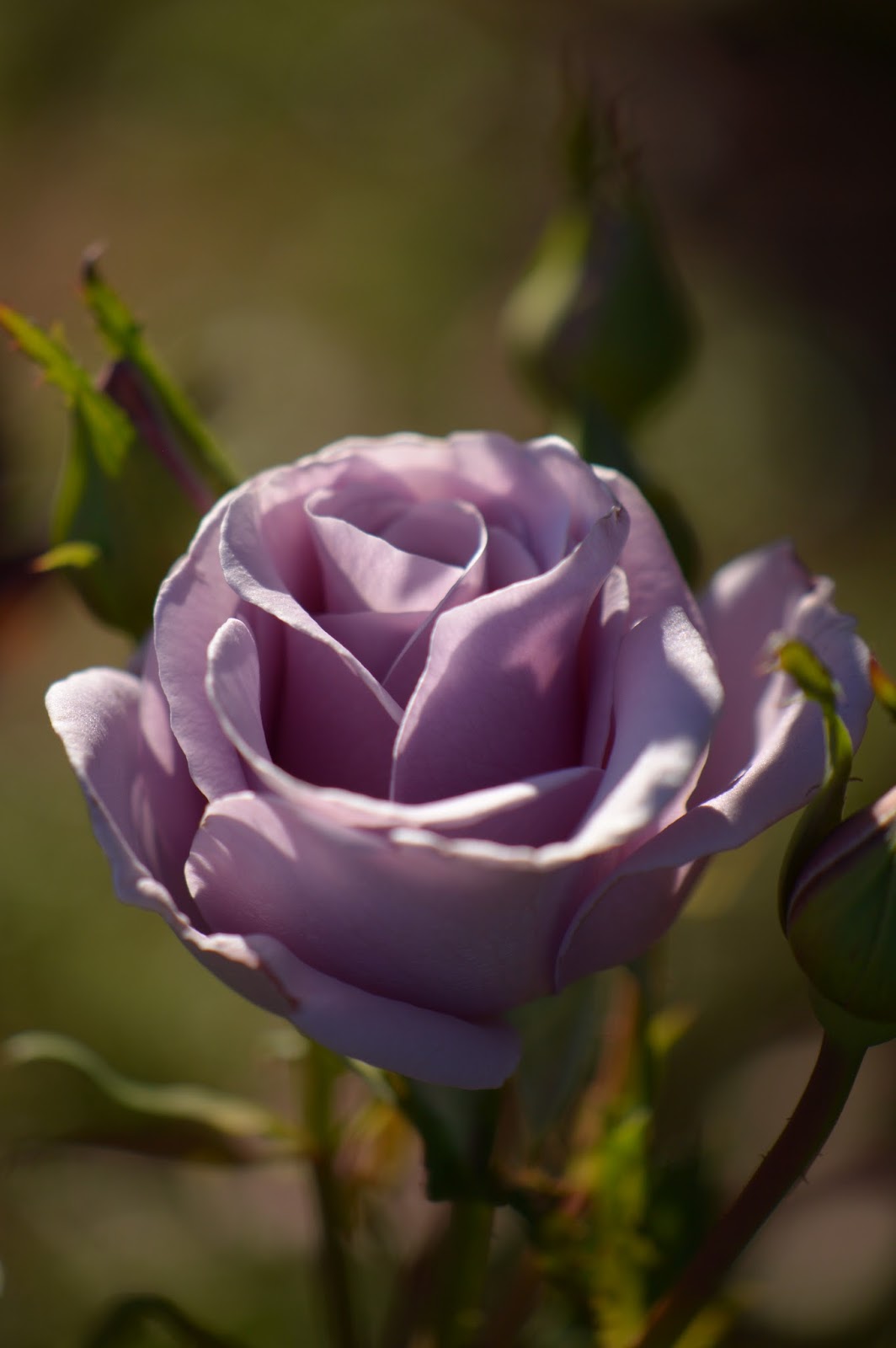 A Small, Sunny Garden: Wordless Wednesday: the Rose