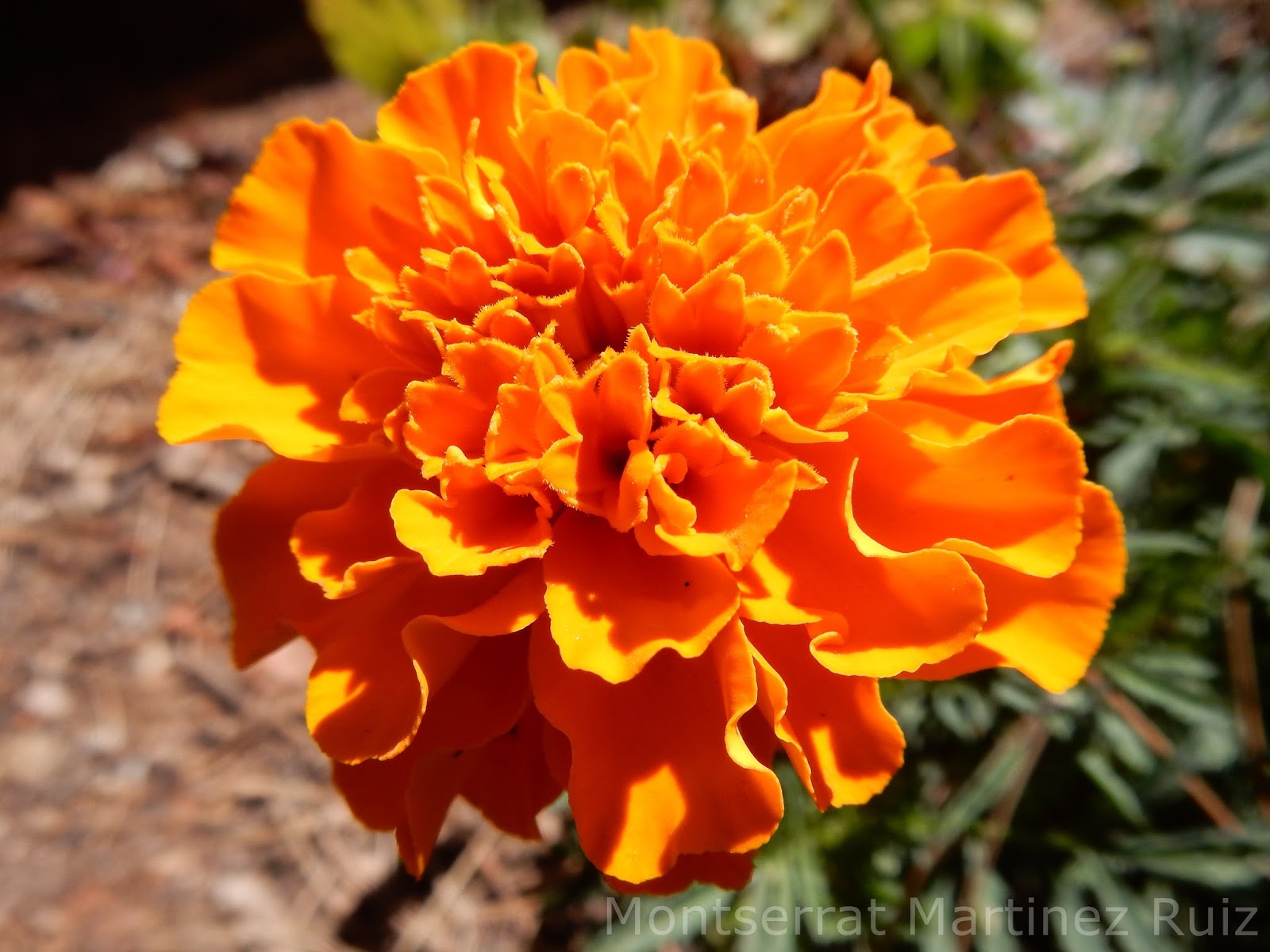 CEMPAXOCHITL o TAGETES - BOTÀNIC SERRAT