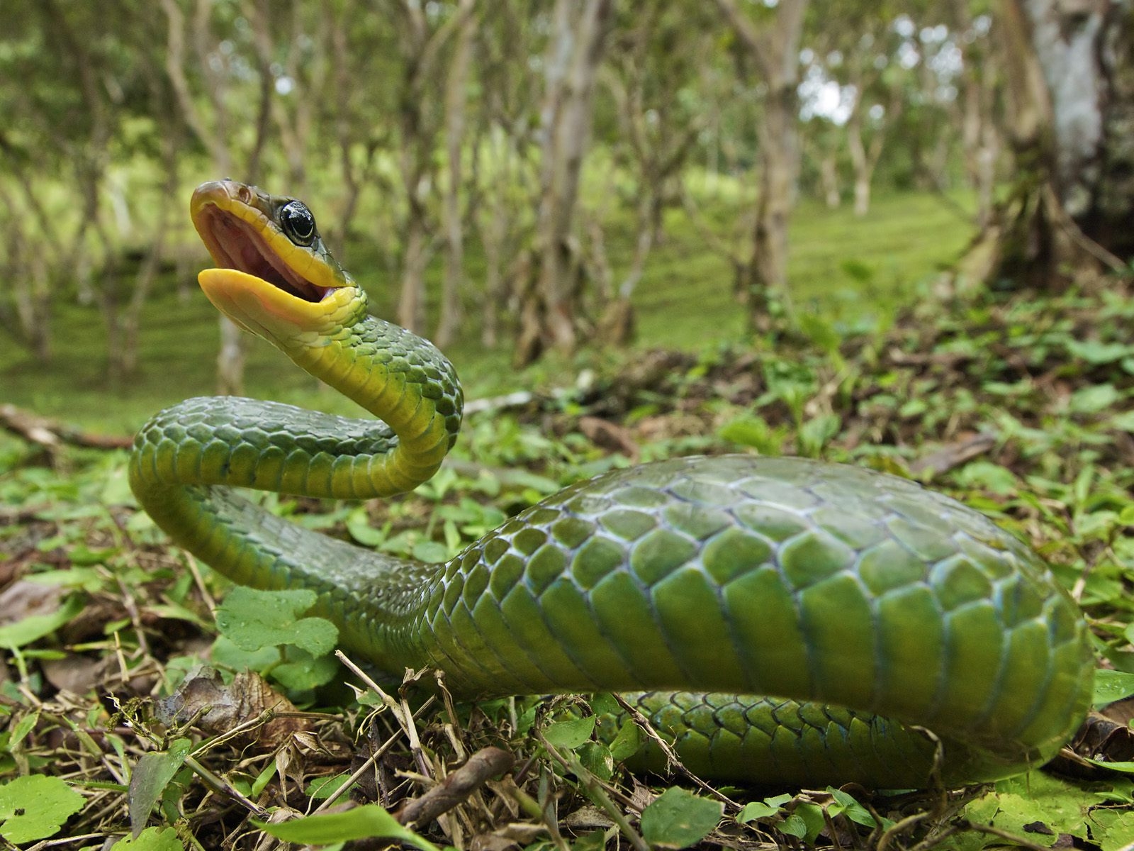 IMAGENES ANIMALES EN ALTA DEFINICION: IMAGEN SERPIENTE VENENOSA