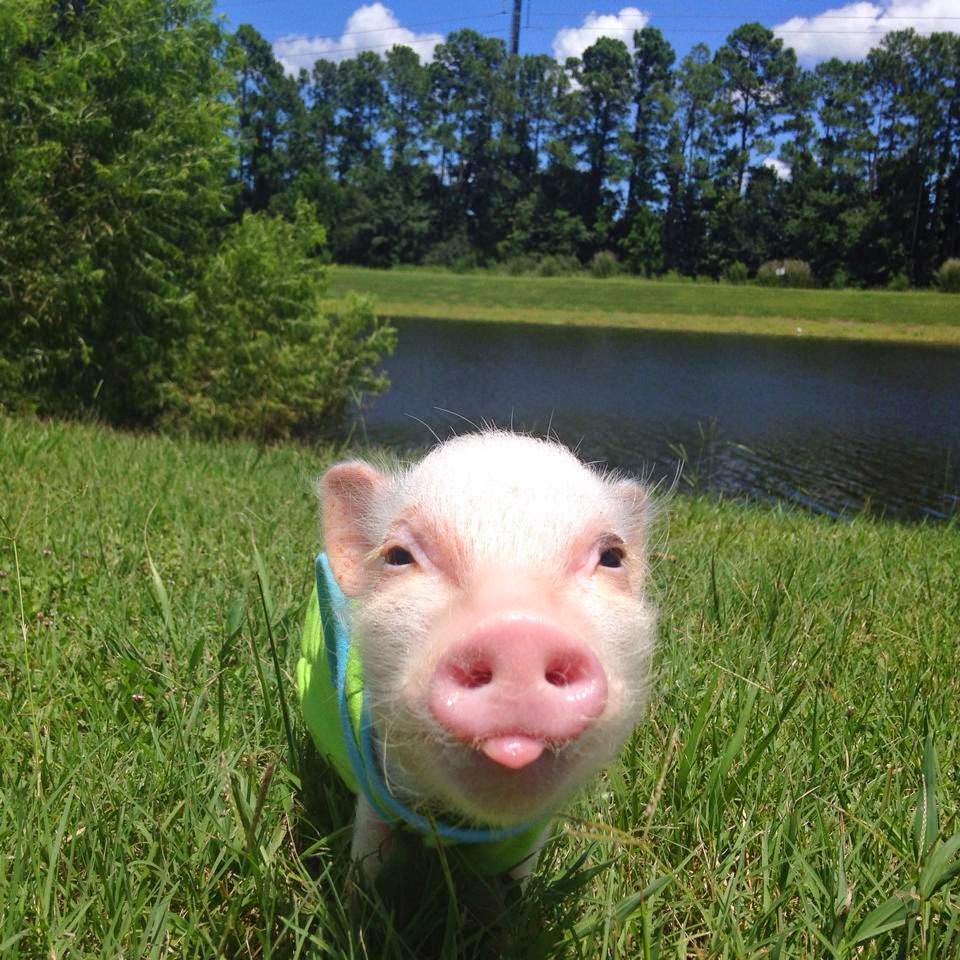 20 grunner til at alle bør kjøpe seg en minigris som kjæledyr