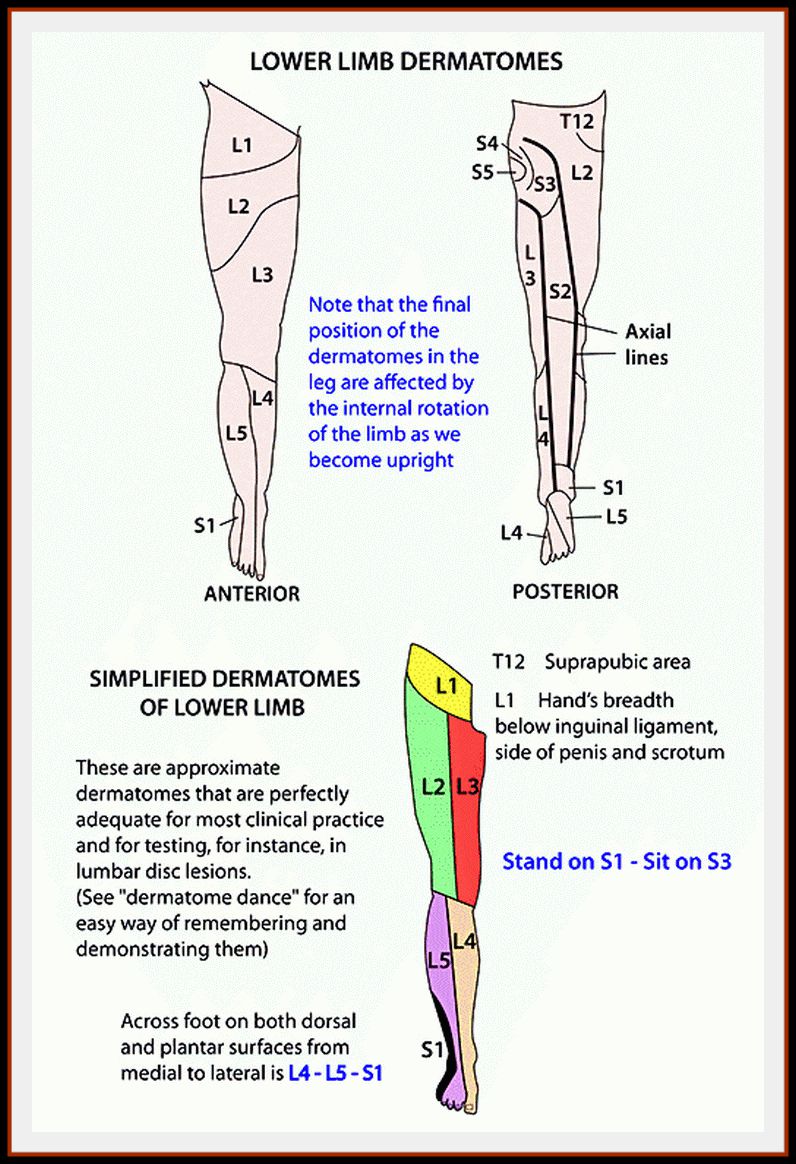 truthlady3: Dermatomes Dermal Segmentation