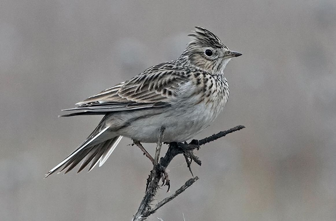 Mundo Natural por (Joaquin Crespillo ): Alondra común (Alauda arvensis)