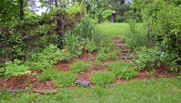 Native Plants with Adams Garden: New Sloping Path
