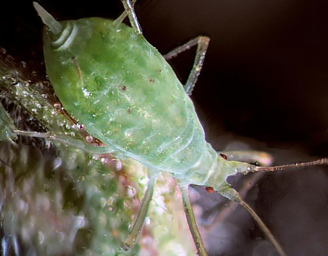 Biology of Animals: Aphis sp. (aphid / plant lice)