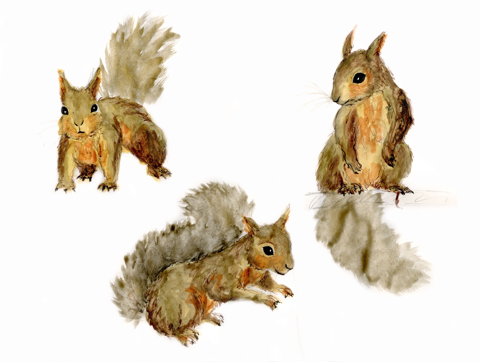 Kathleen Meaney Illustration: Squirrels