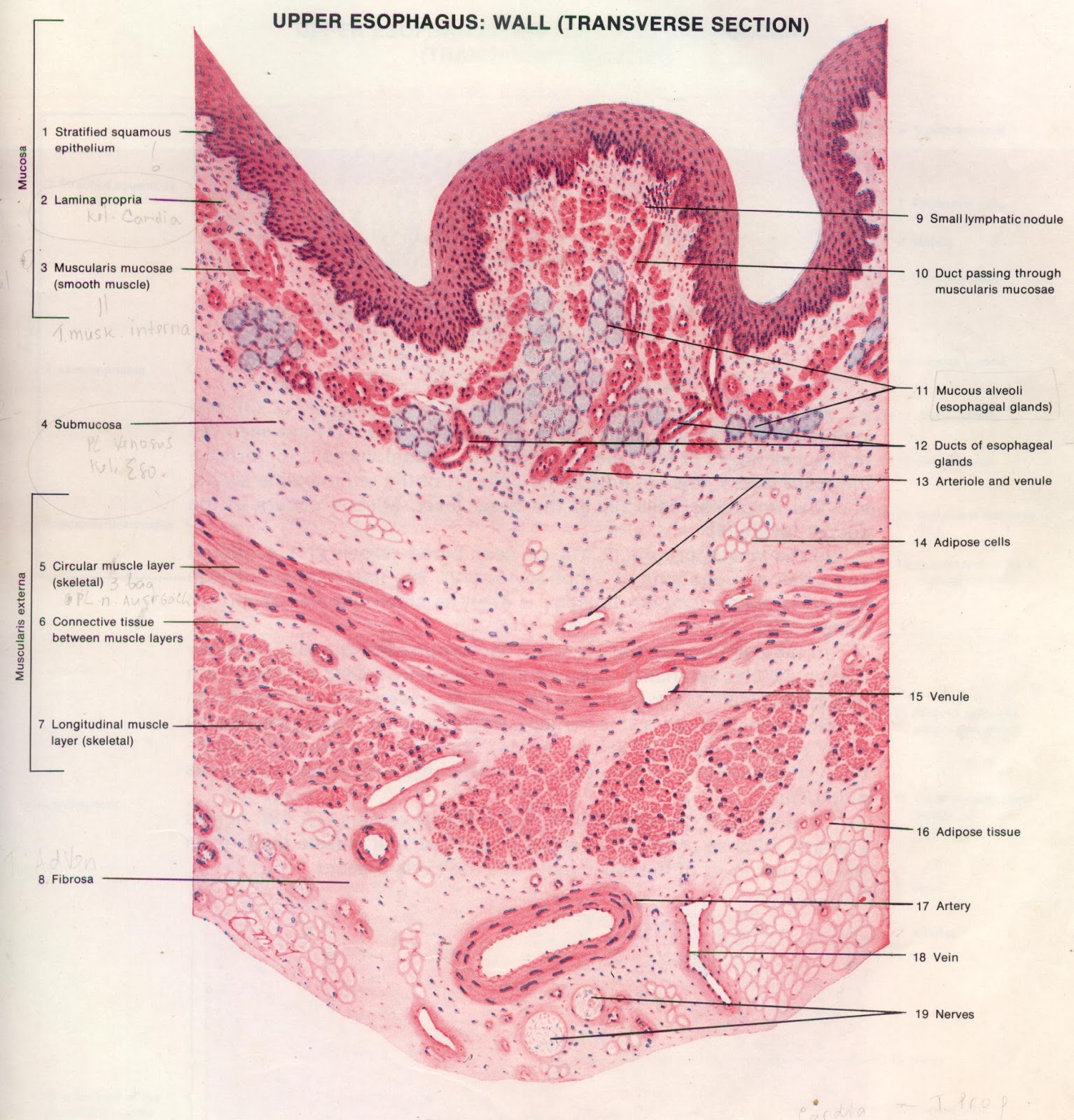 ule's blog: histologi vet.II Saluran Pencernaan