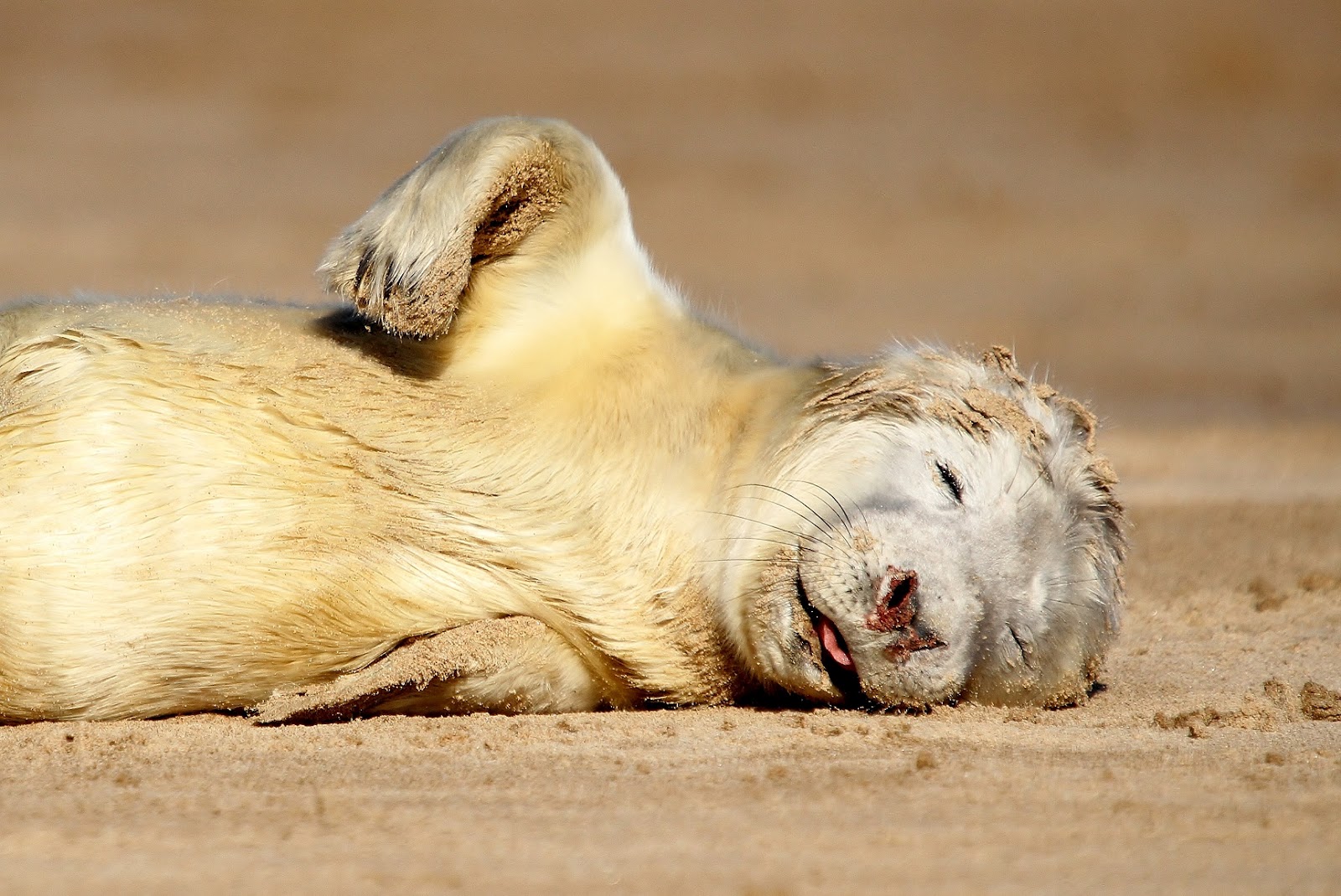 Anthony Bentley Wildlife Photography: Donna Nook Grey Seals