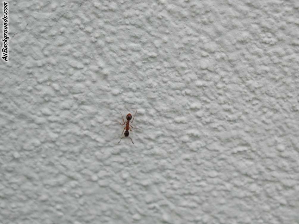 Game Pigeon Bugs - newdv