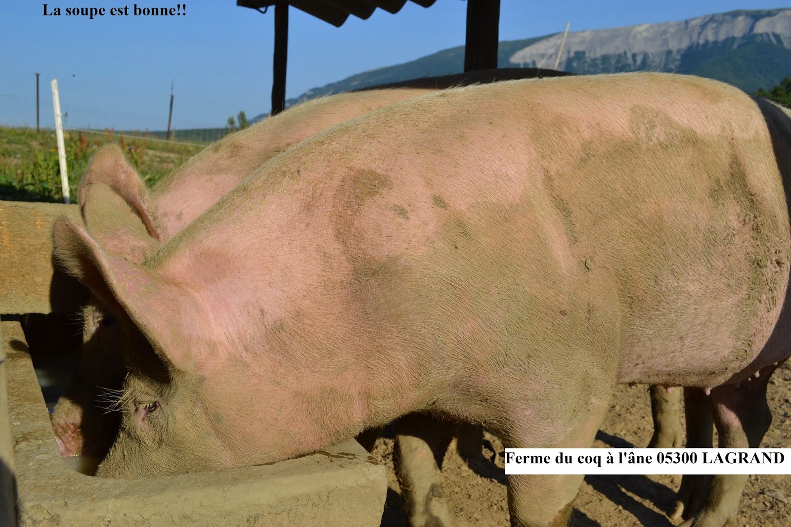 Ferme du coq à l'âne 05: Les cochons de la ferme du coq à l'âne