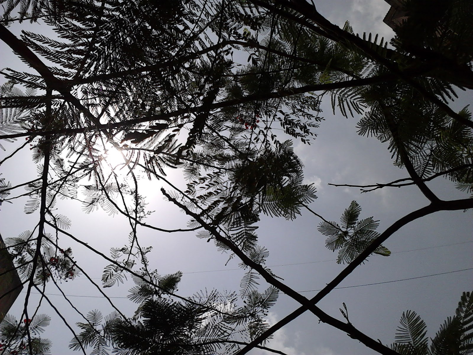 Gulmohar Tree at Full Bloom Feng Shui Symbolism Golden Shower Tree in ...