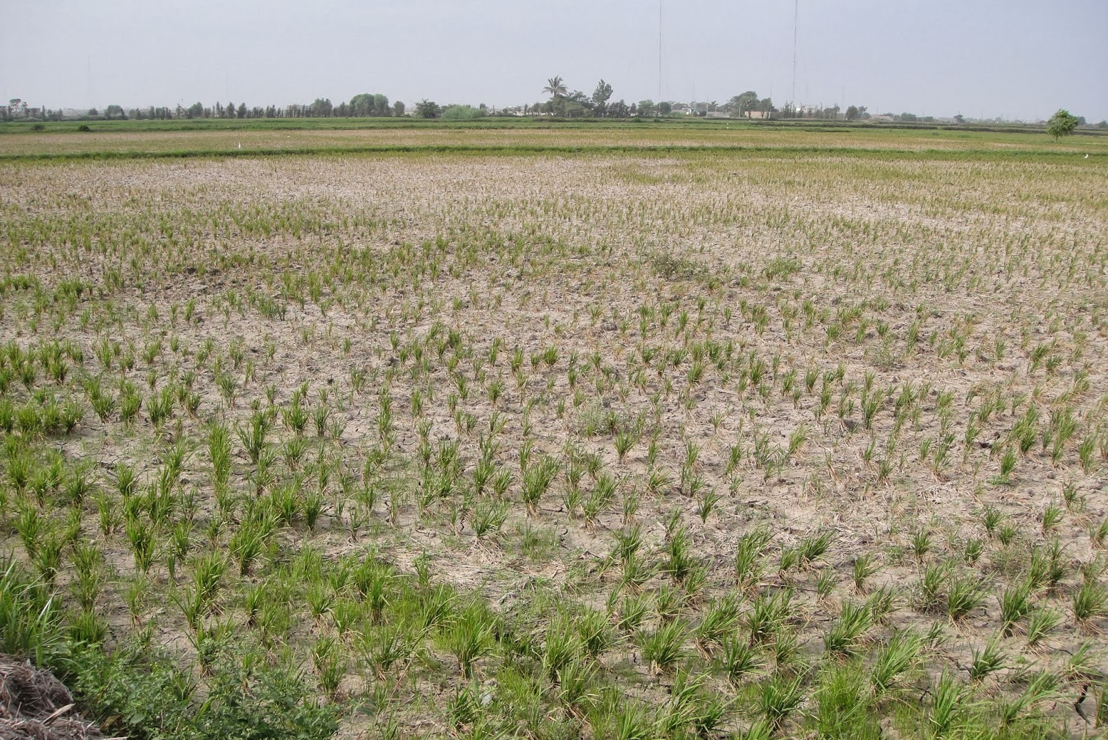Trabajos de investigacion: Falta de agua de riego para actividades ...