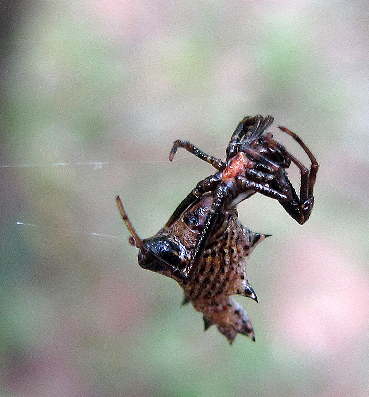 Squirrel's View: Spined Micrathena