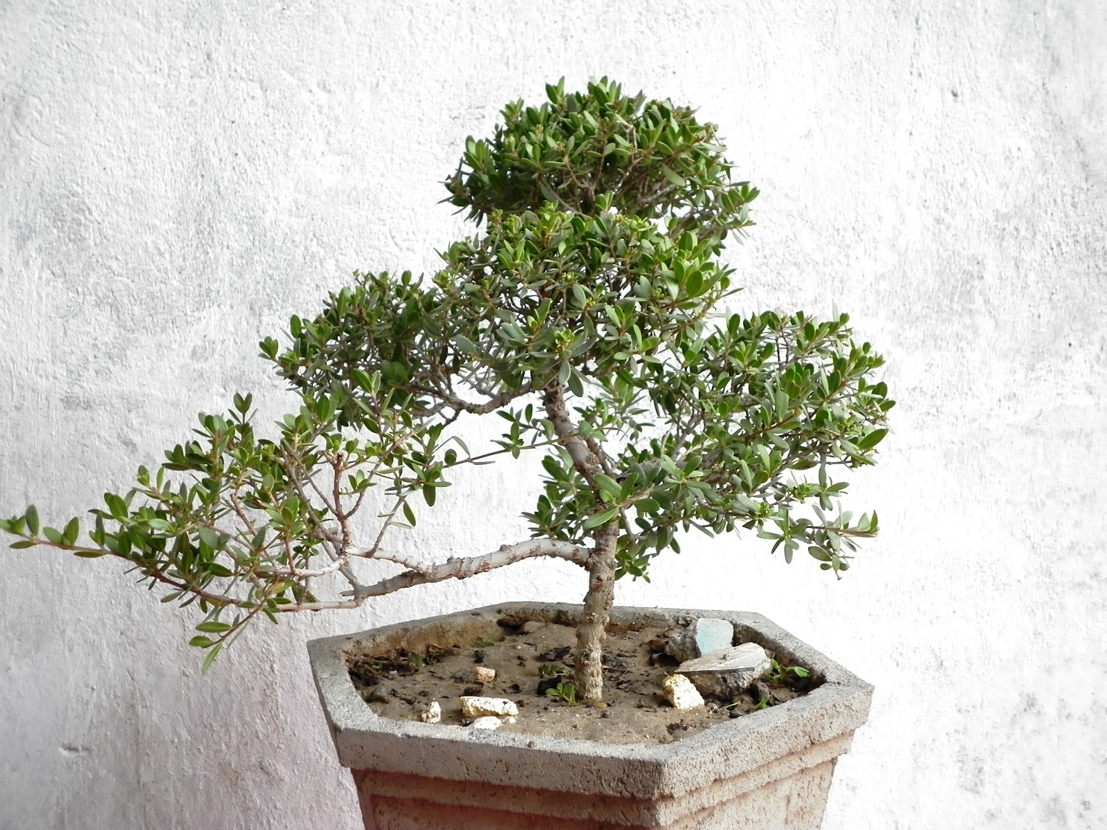 Bonsai Santigi Karya Nang & Likin (07) | Bonsai Tuban