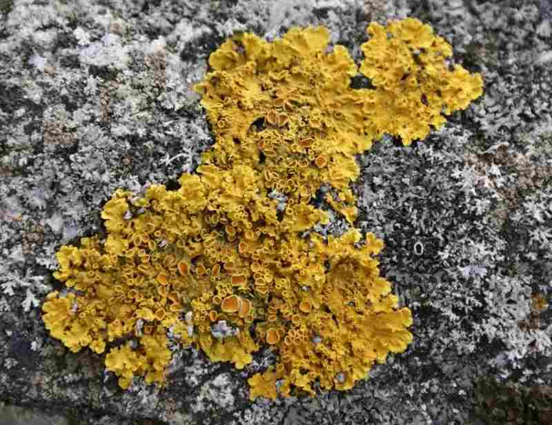 Biologia w gimnazjum: GRZYBY I POROSTY