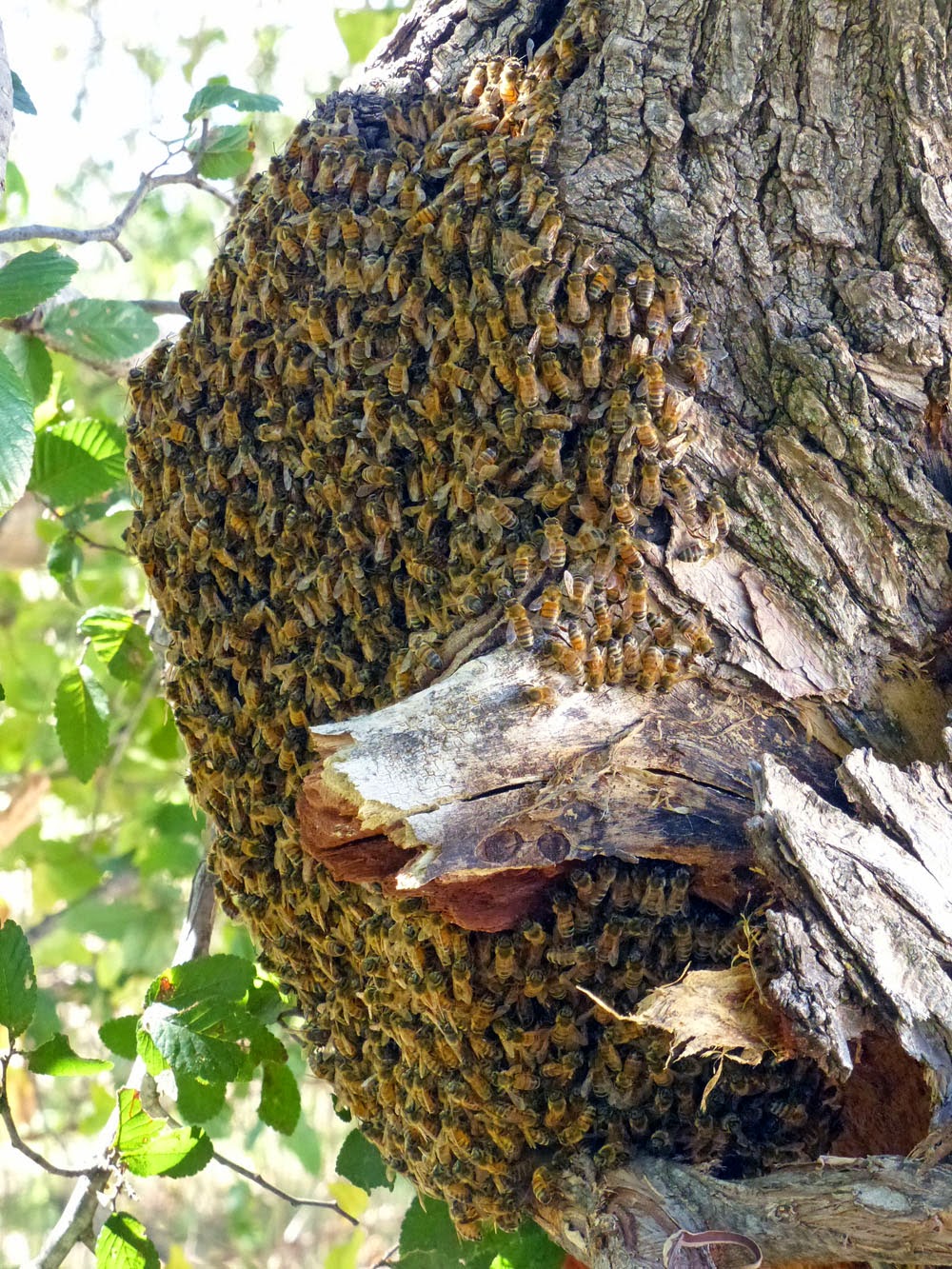 Eclectic Design Choices - Designs for Your Life: Snags for Wildlife