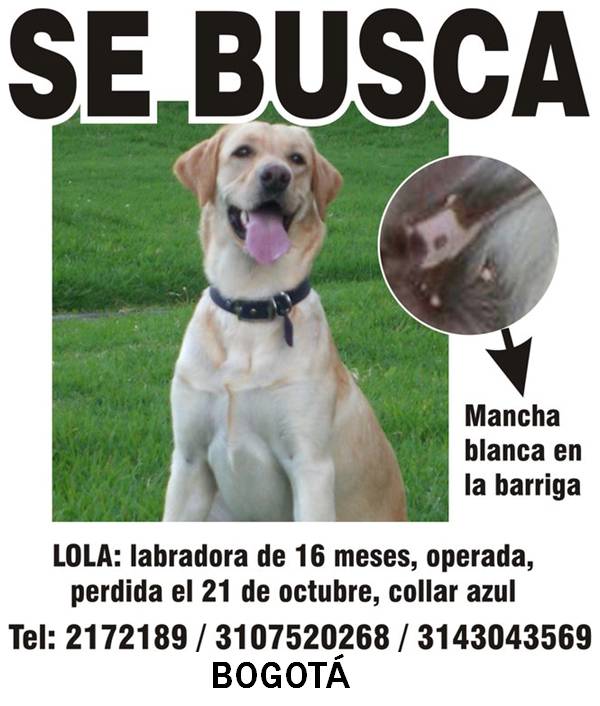 Animalitos Perdidos en Colombia: Recomendaciones en caso de pérdida de ...