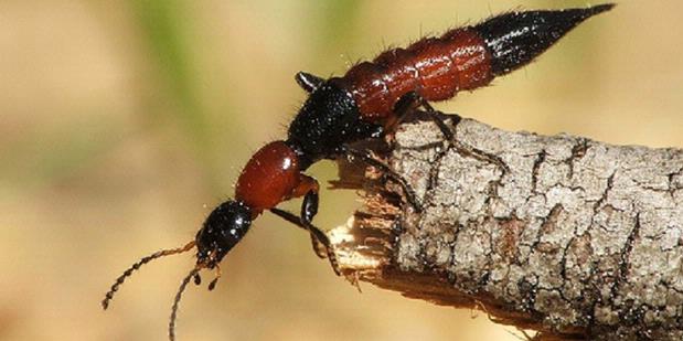 Firzalvin Prasetyo: TOMCAT (Semut Semai)