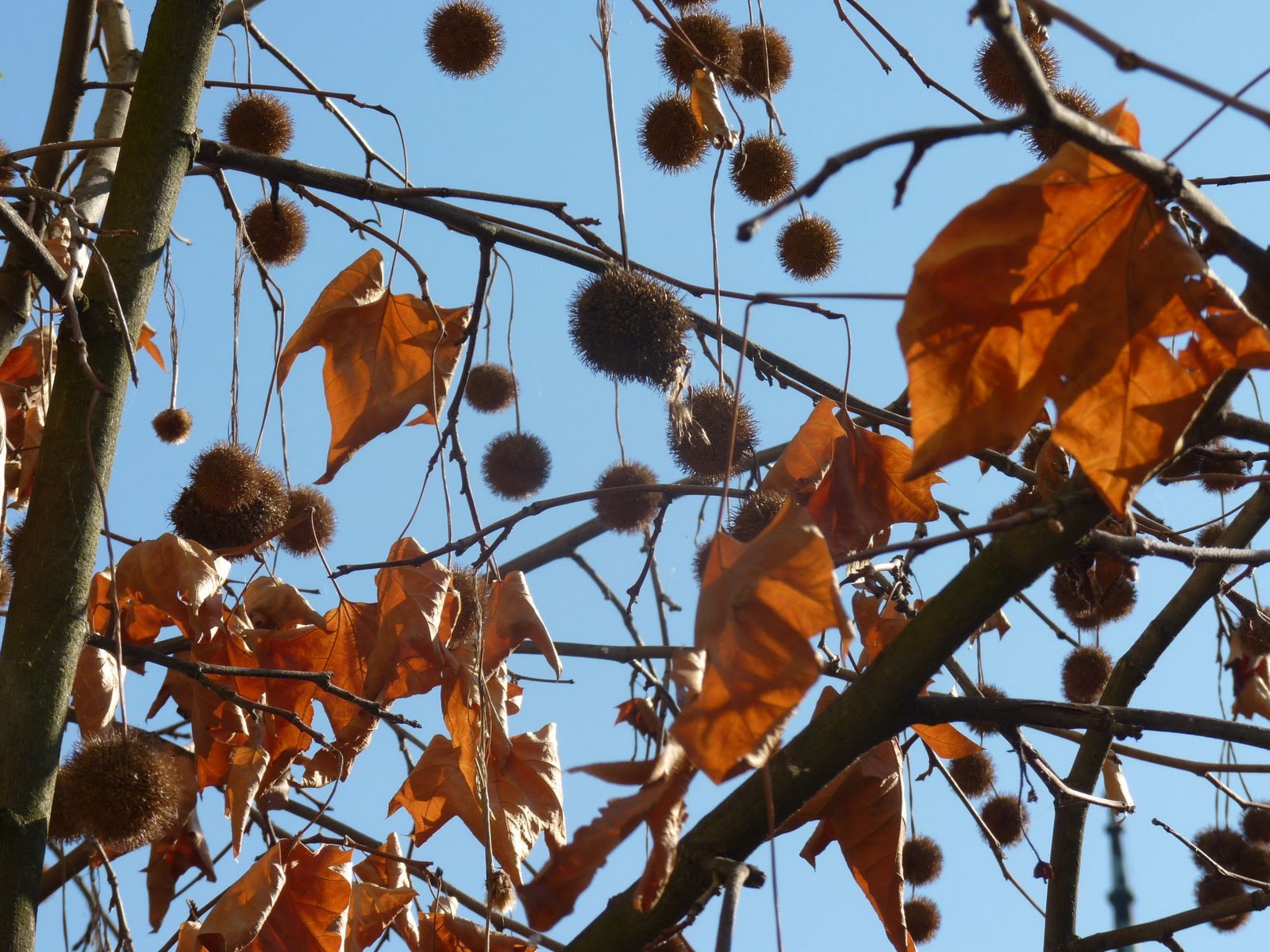 Tukaj zdaj: Jesensko listje...