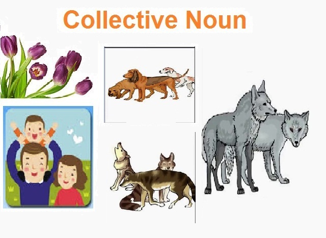 Understanding Of Collective Noun understanding-of-collective-noun