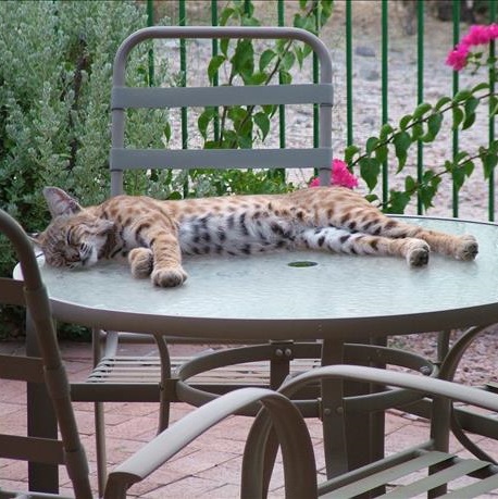Tucson Daily Photo ~: Bobcat Bed