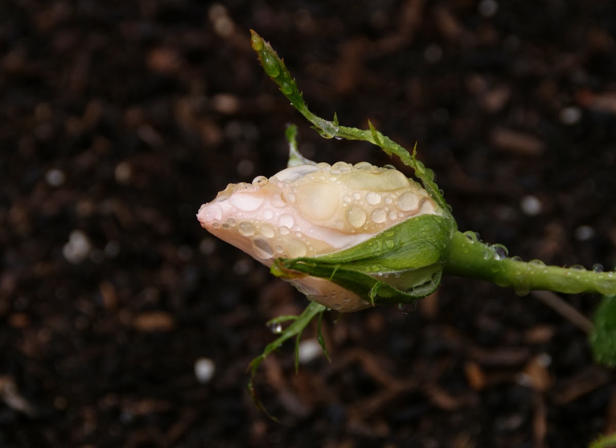 Organic Garden Dreams: February Roses