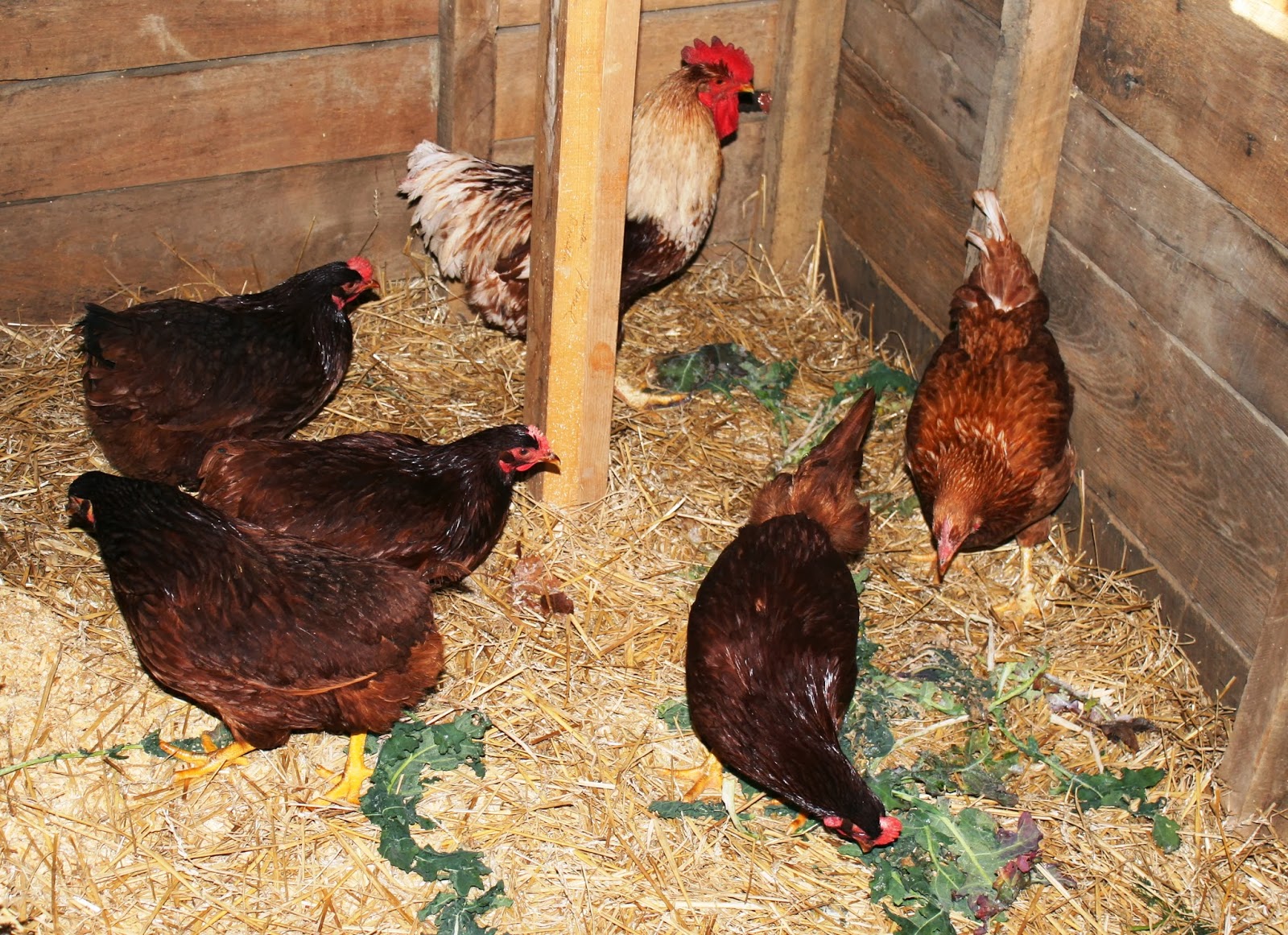 the common milkweed: Chicken-Sitting, Meet the Chickens, Part 2
