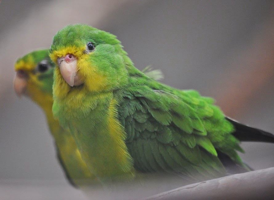 ZOOTOGRAFIANDO (6.100 ANIMALS): PERICO CORDILLERANO / MOUNTAIN PARAKEET ...