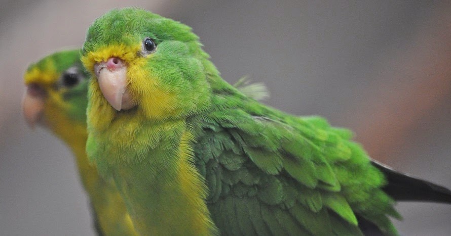 ZOOTOGRAFIANDO (6.100 ANIMALS): PERICO CORDILLERANO / MOUNTAIN PARAKEET ...