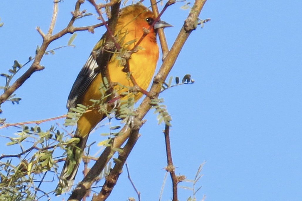 Babs' Birding Experiences : Yuma: Riverside Park, East Wetlands and ...
