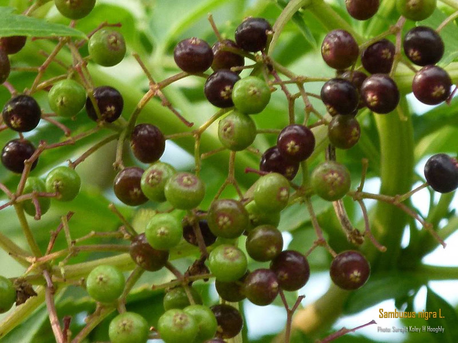 Medicinal Plants: Sambucus nigra