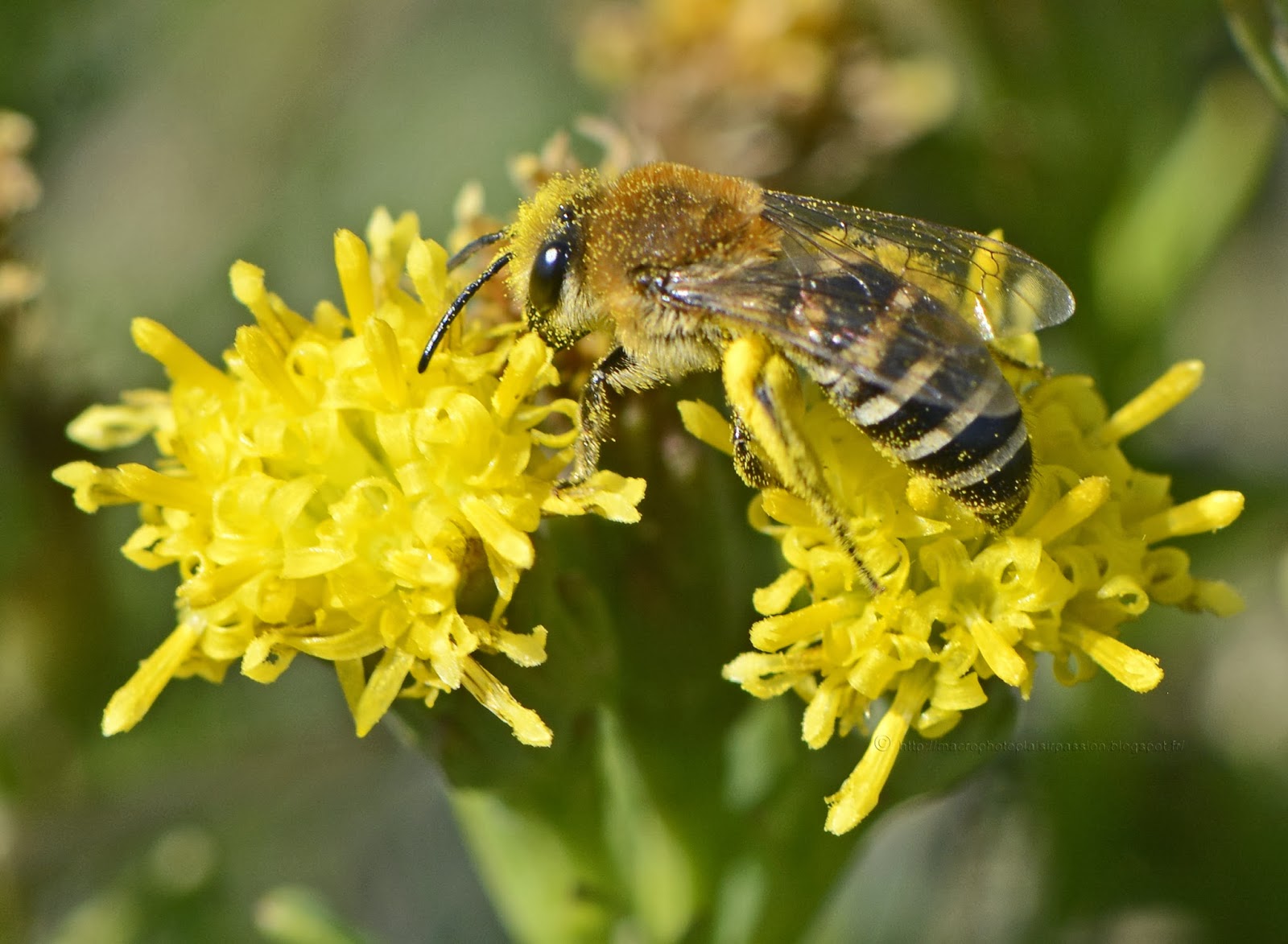 Macrophoto plaisir passion: Rare: La Colletes de l'aster, Colletes ...