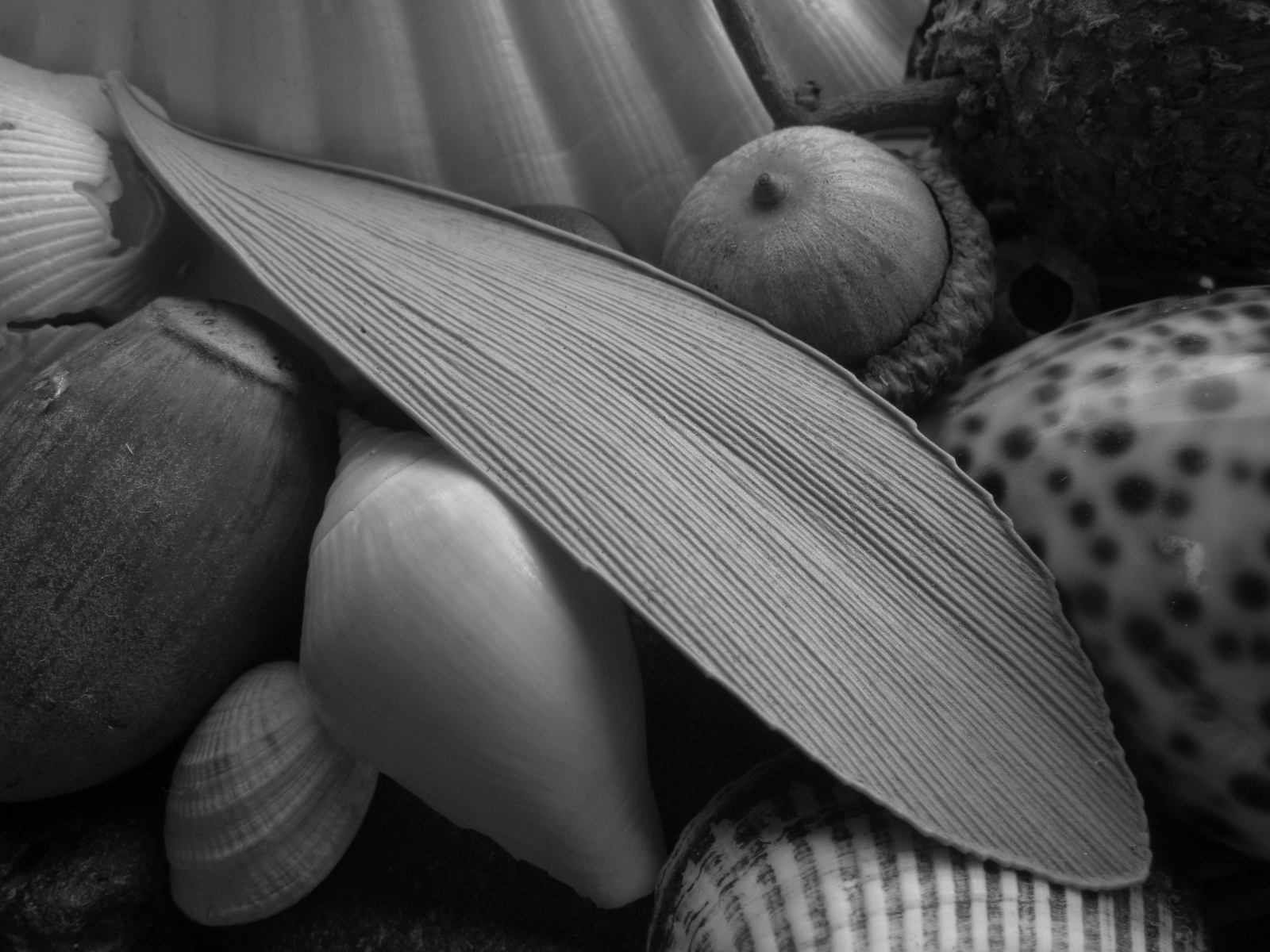 Houston in Black & White: NATURAL SCIENCE