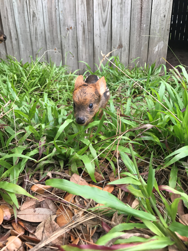 Hullabaloo: Friday Night Soother:Pudu!