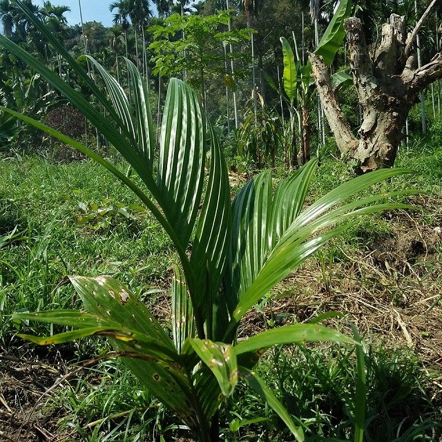 Tipe-Tipe Lahan Penanaman Pinang - Info Desa