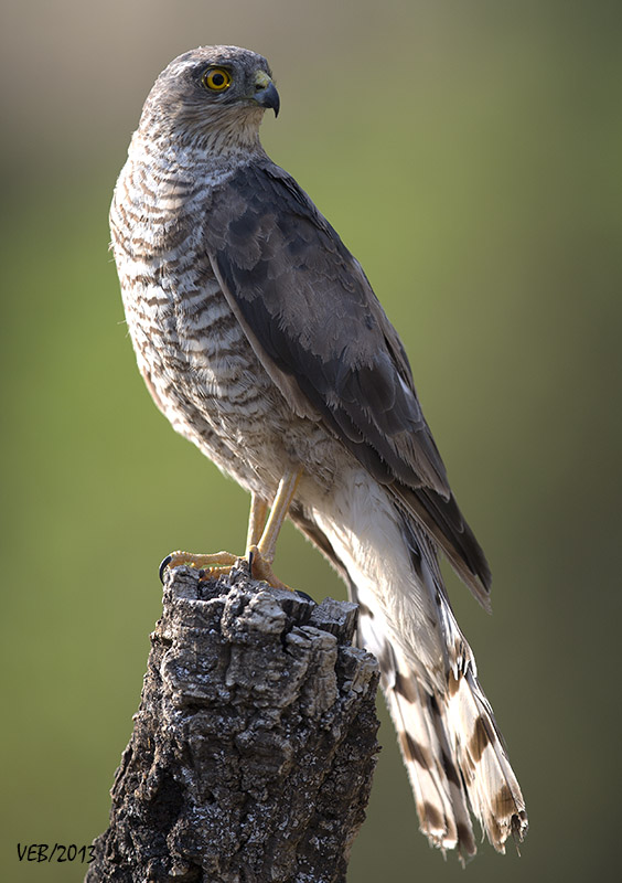 COLORS NATURALS: GAVILAN / ESPARVER VULGAR ( Accipiter nisus )