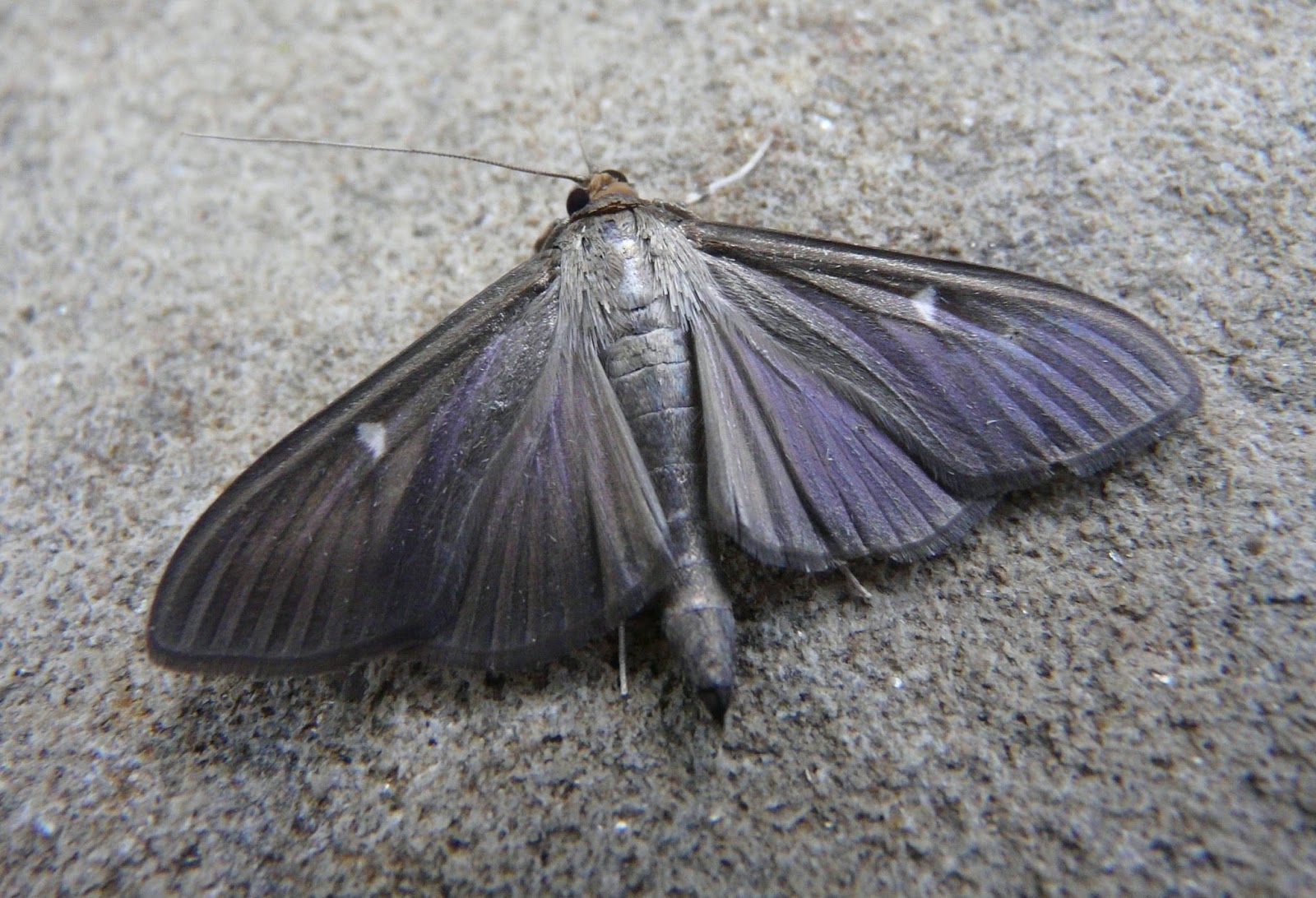 birdingexmouth: French Moths