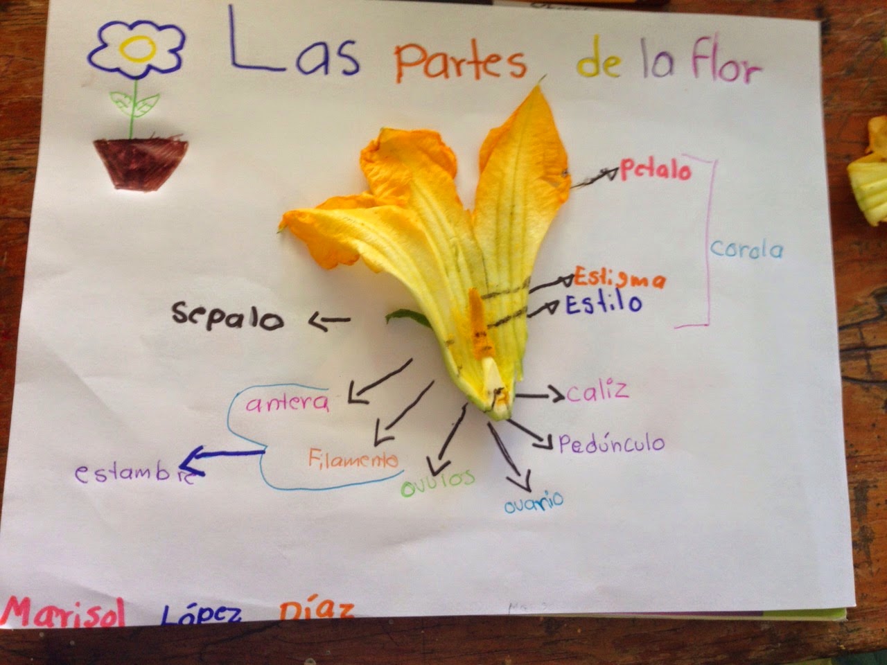 Escuela primaria "Nicolás Bravo": Maquetas vivas de las partes de una ...