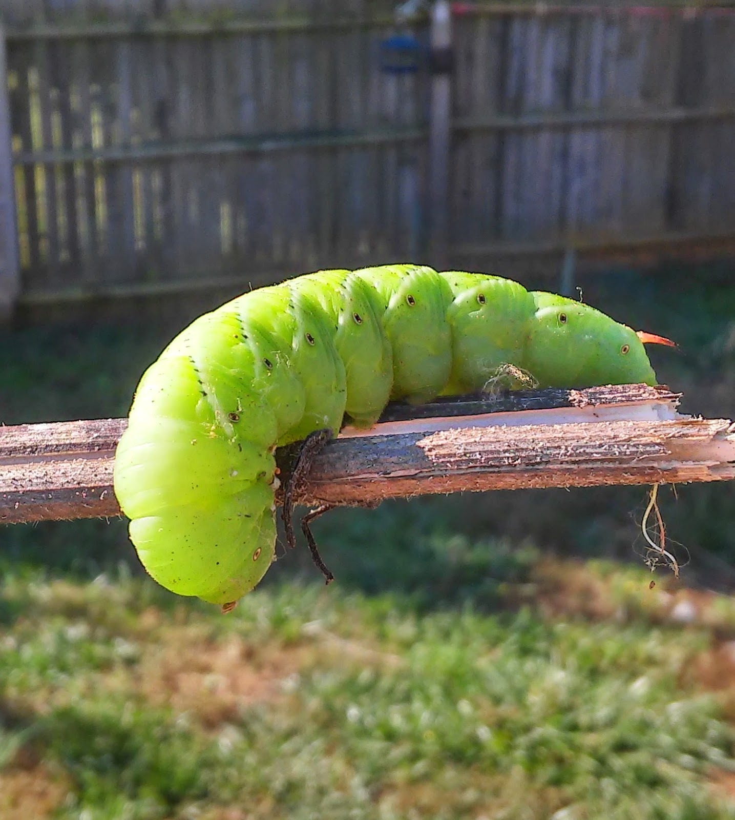 Jared Unzipped: Carolina Sphinx Moth.