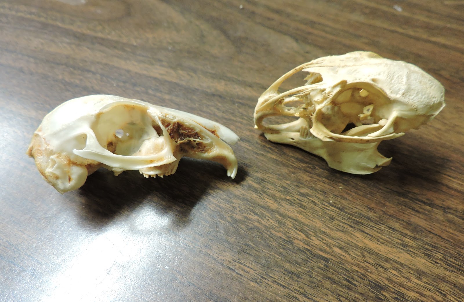 Capital Naturalist by Alonso Abugattas: Bunny Boom