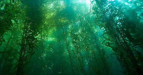 French Vocabulary Illustrated: varech