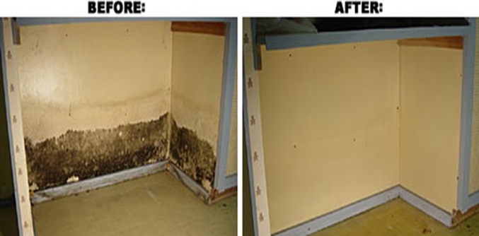 Try These 3 Non-Toxic Ways To Remove Mold From Your Home