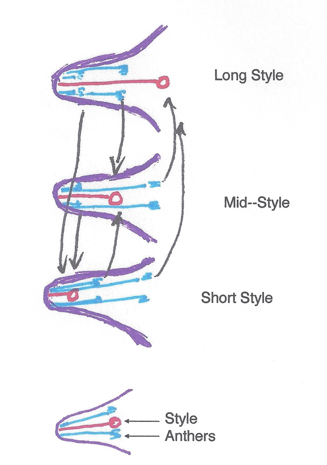 A Wandering Botanist: Plant Story--The Beautiful Horrible Water Hyacinth