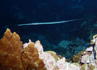 Real Monstrosities: Cornetfish