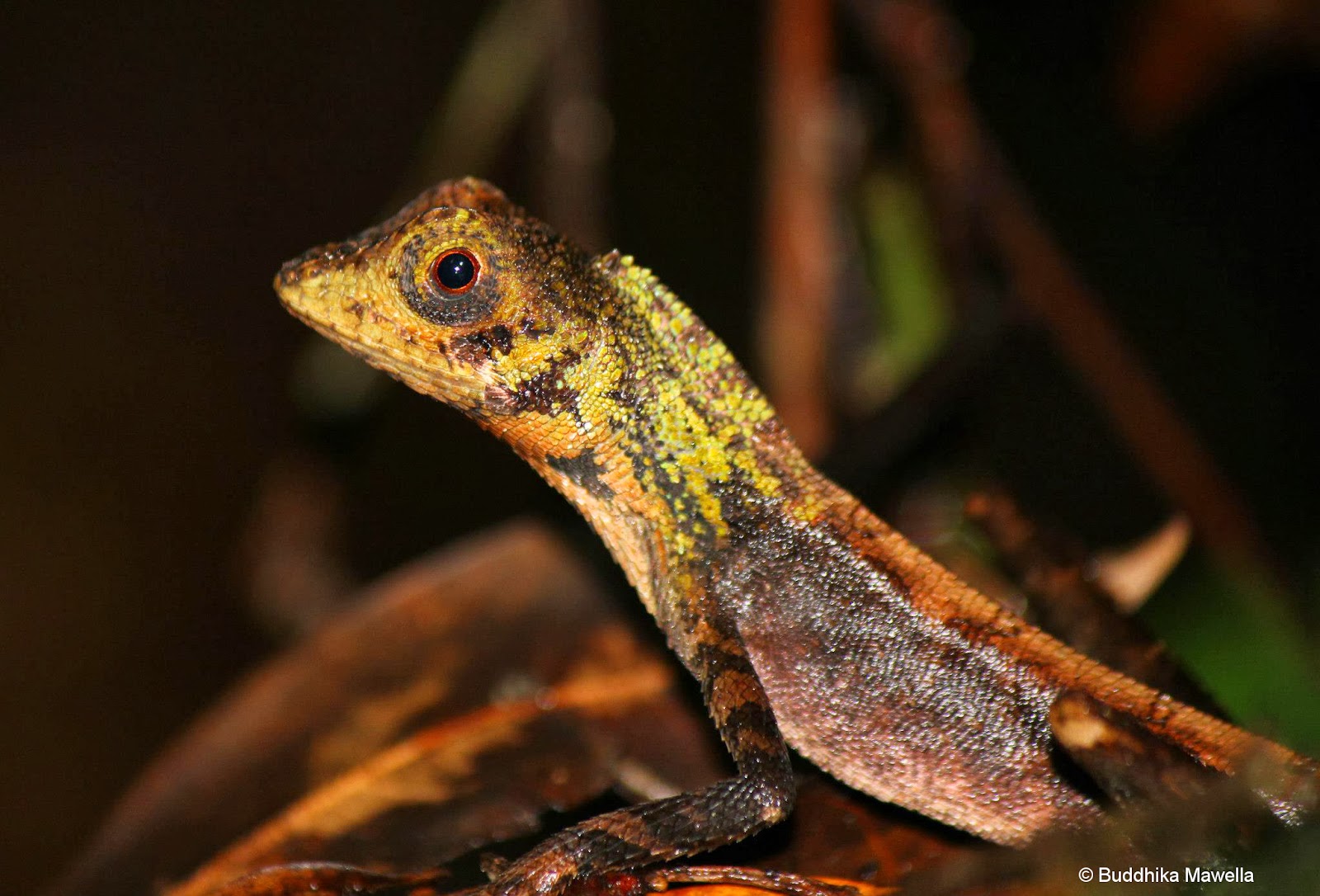 Lanka Nature Summary: Sri Lankan Kangaroo lizard (Otocryptis wiegmanni)